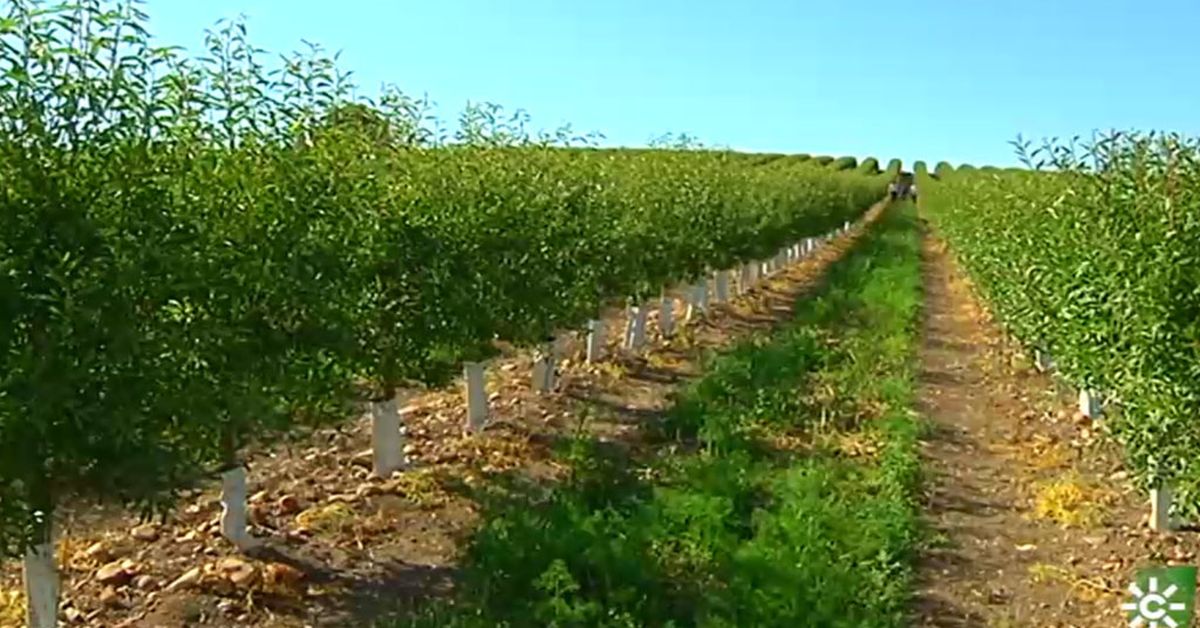 El cultivo intensivo de almendros en seto se convierte en una buena ...