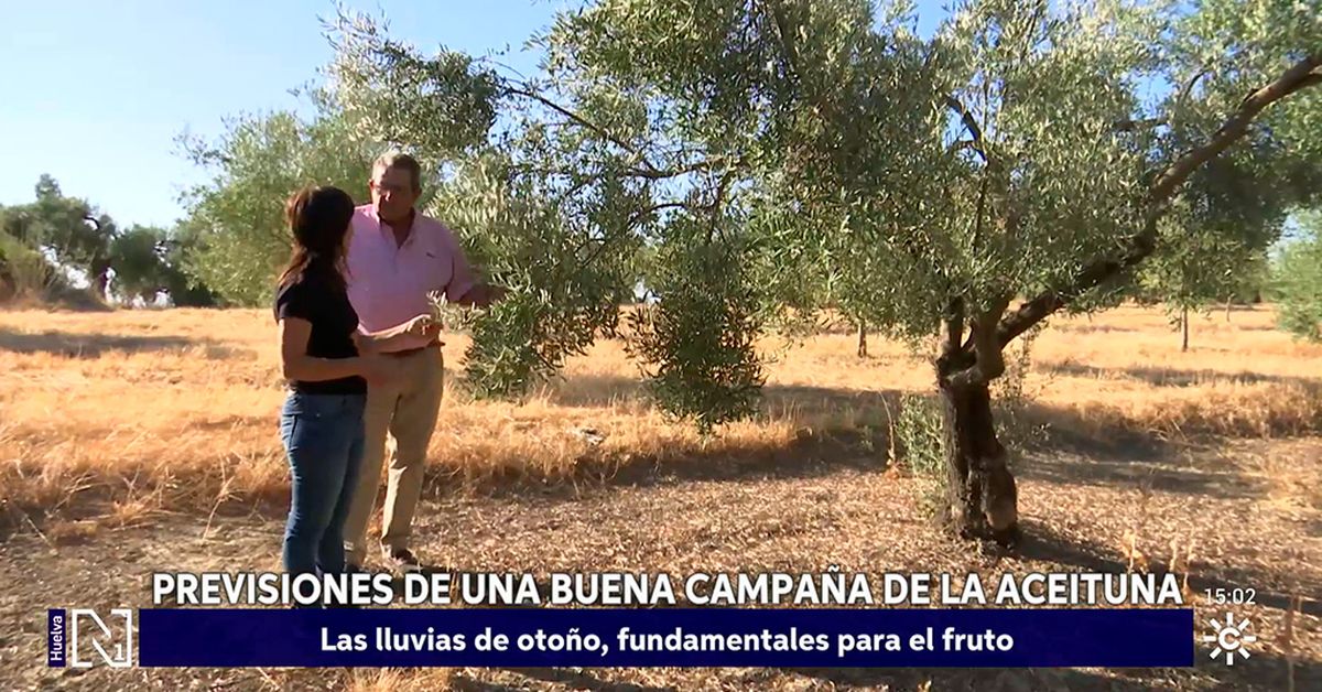 Cosecha récord de aceituna en Beas