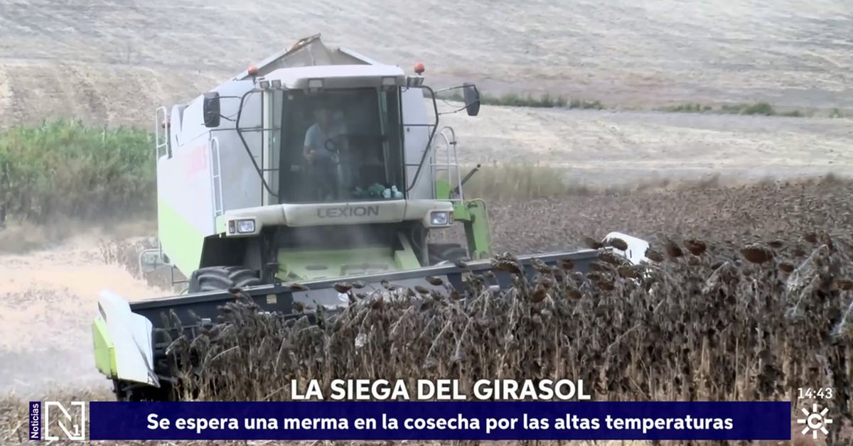 Tiempo de cosechas en Andalucía