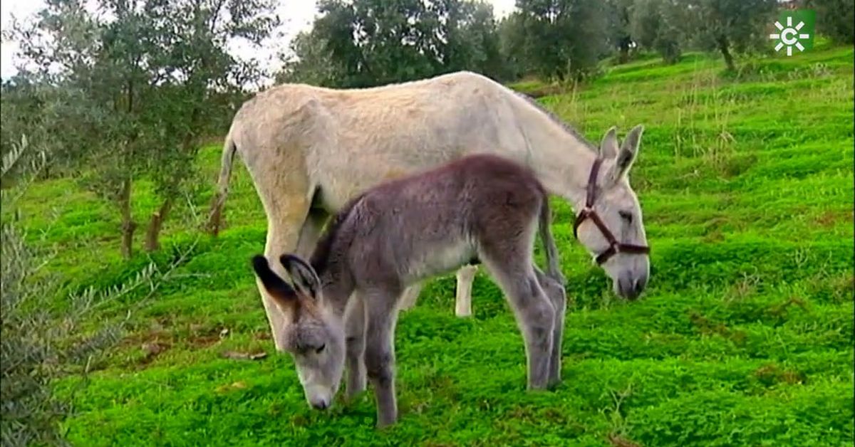 El asno, un animal muy querido en peligro de extinción