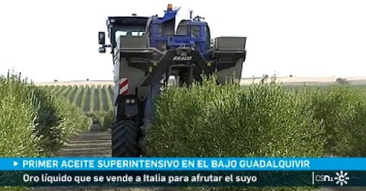 Recolección de aceitunas en olivar en seto del Bajo Gudalquivir