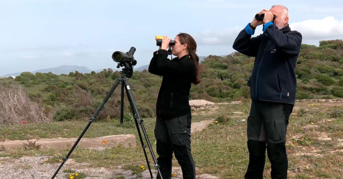 El cambio del gran viaje de las aves migratorias