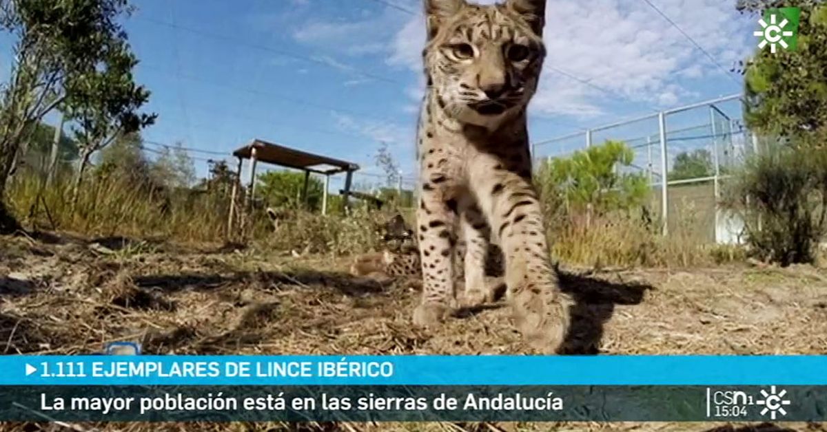La espectacular recuperación del lince en Andalucía