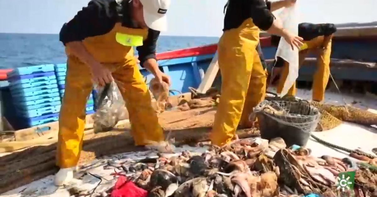 Pescadores colaboran en la recogida y reciclaje de la basura marina