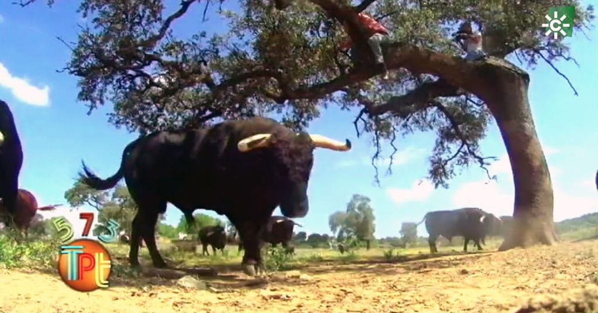 Nos subimos al "árbol de los toros" para observarlos