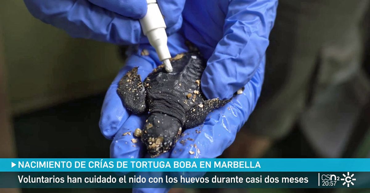 Nacen crías de tortuga boba en una playa de Marbella