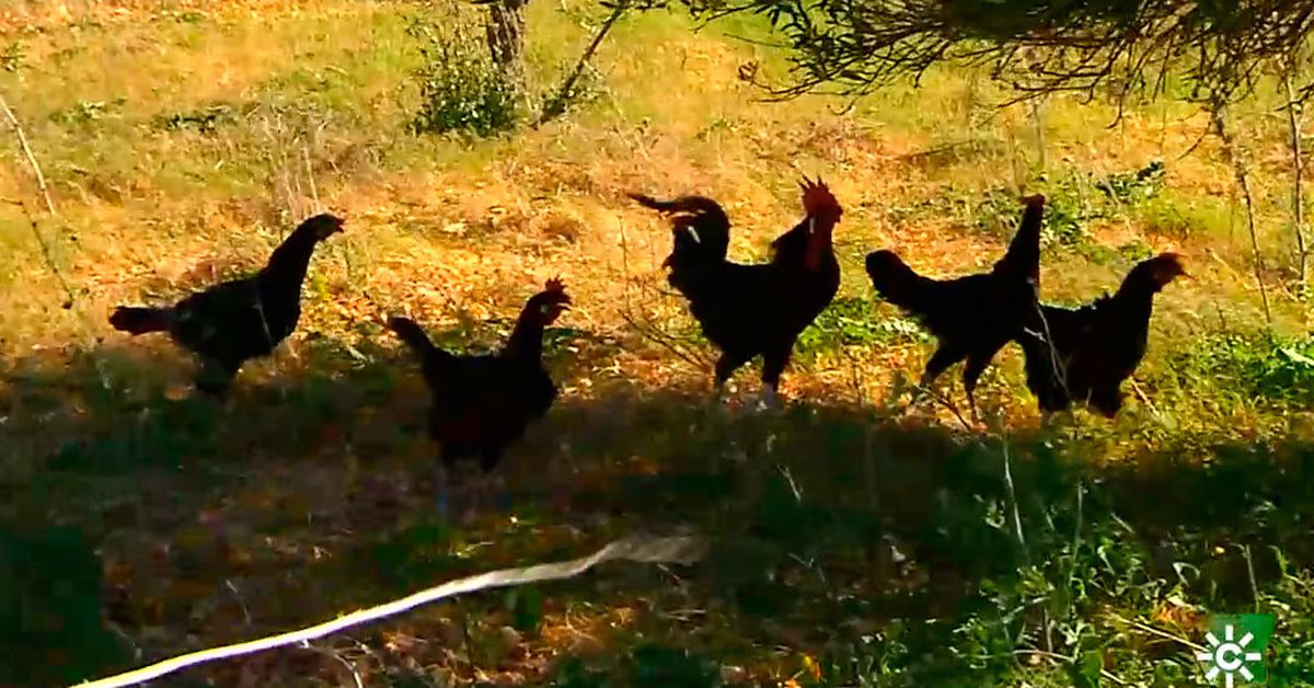 La gallina andaluza sureña busca ser incluida en el Catálogo de Razas ...