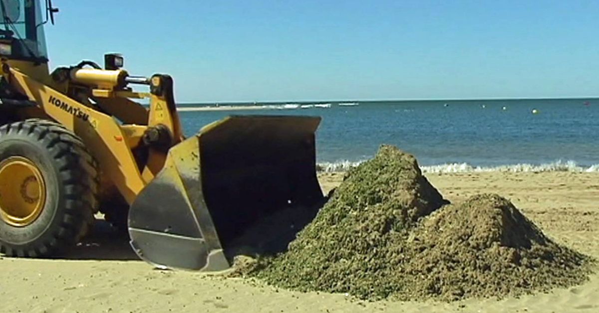 Isla Canela, invadida por una plaga de algas