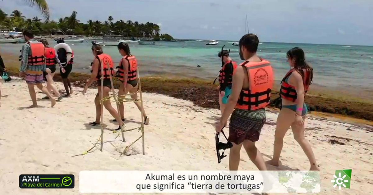 Prohibido mirar a las tortugas más de tres minutos seguidos