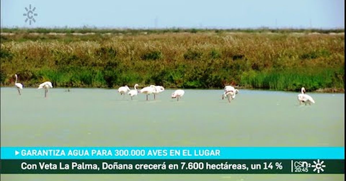 Agua para Doñana: el espacio natural Veta la Palma, un humedal, amplia ...