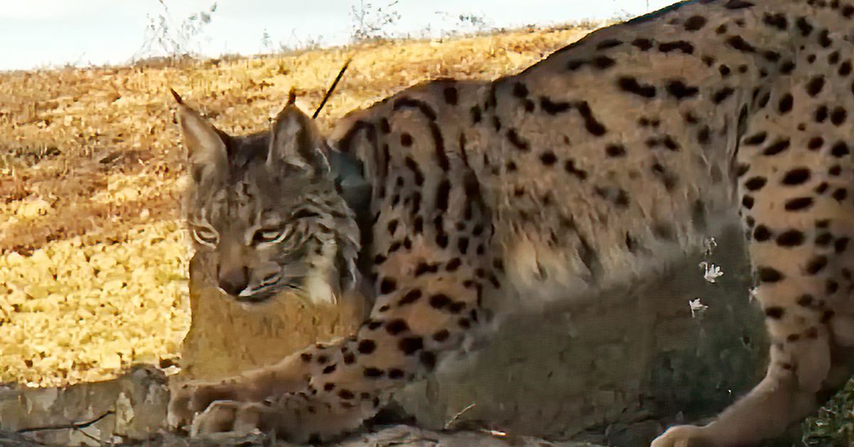 El lince vuelve a ser el símbolo de las tierras portuguesas