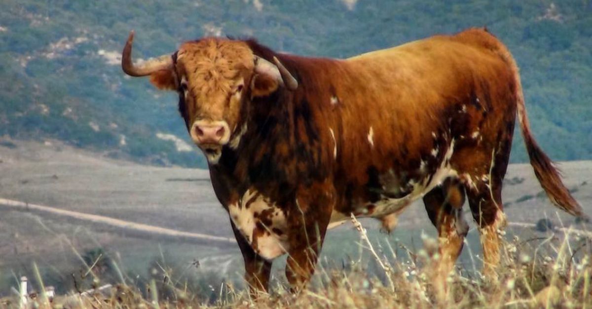 Un toro "rebelde" y el oficio de veedor, este domingo en "Toros para todos"