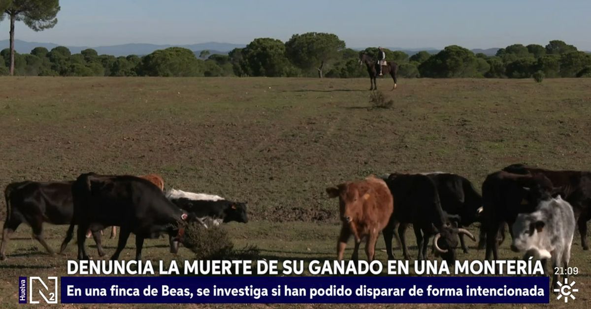 Denuncian la muerte de ganado en una montería en Beas