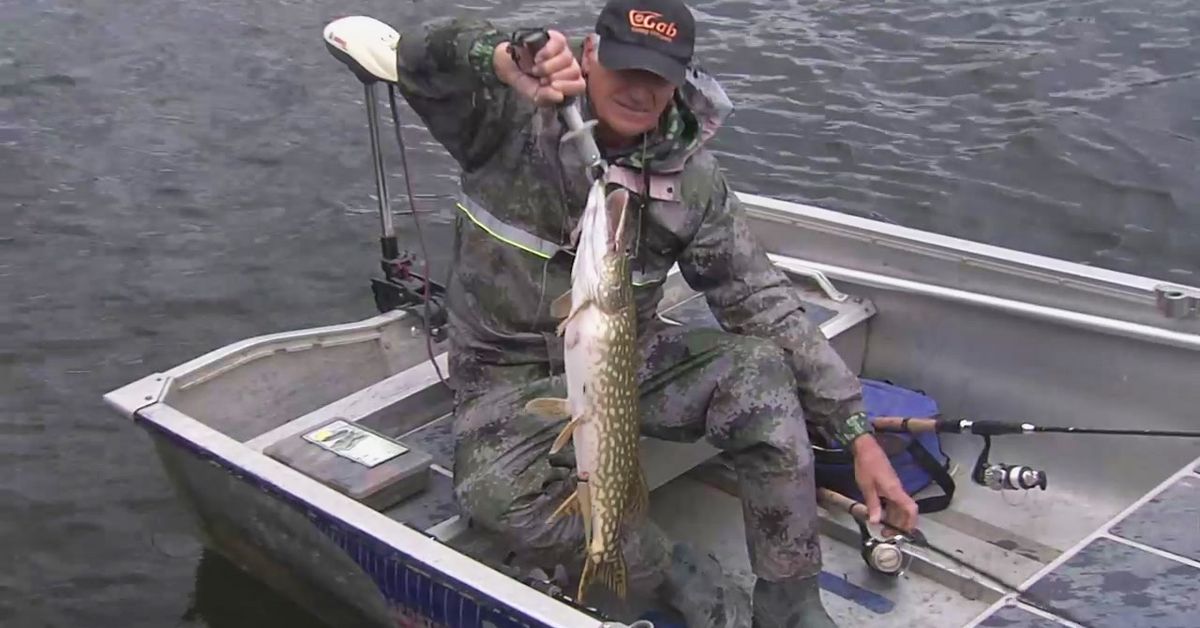 El lucio, un pez con fuerza que es una buena opción de pesca los meses ...
