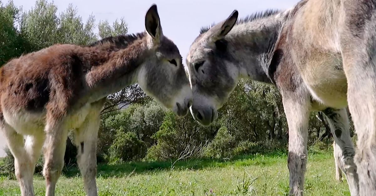 Un refugio en Alcalá de los Gazules para el burro andaluz y otras ...