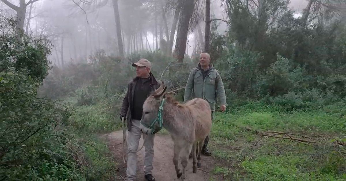 El poder terapéutico de pasear por el campo con burros
