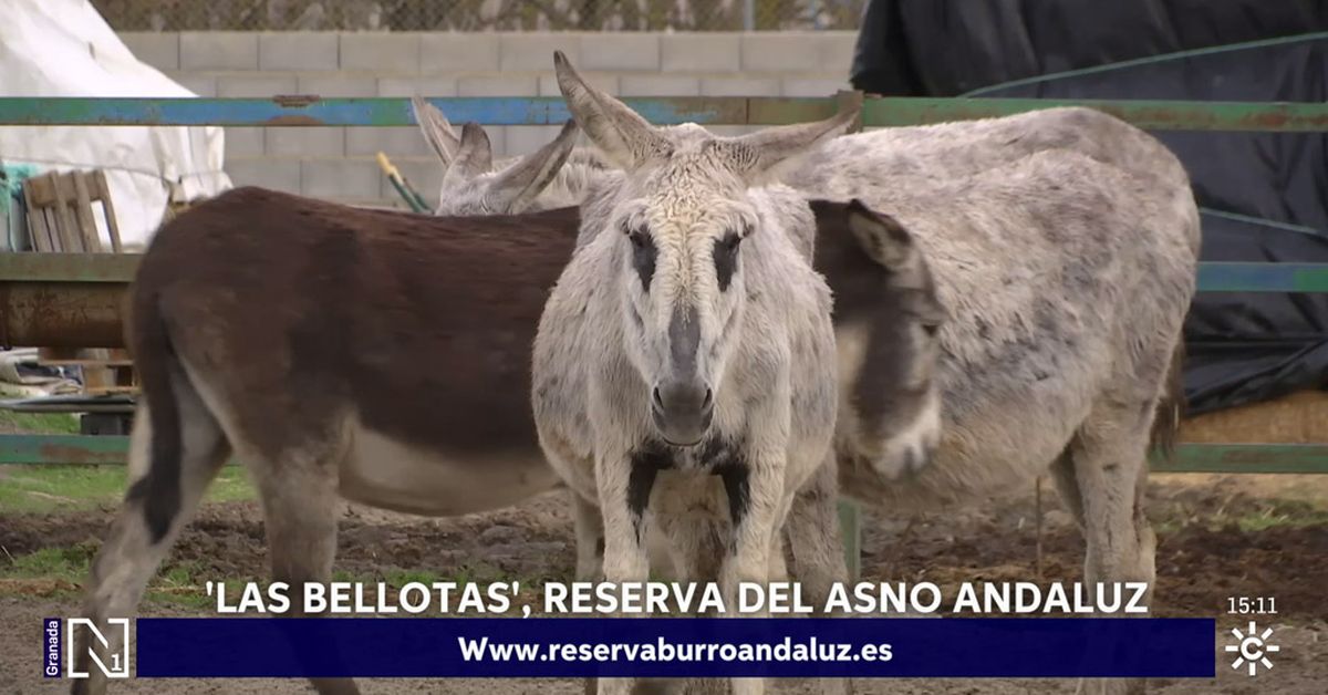 La defensa del burro andaluz de la reserva "Las Bellotas" de la Zubia