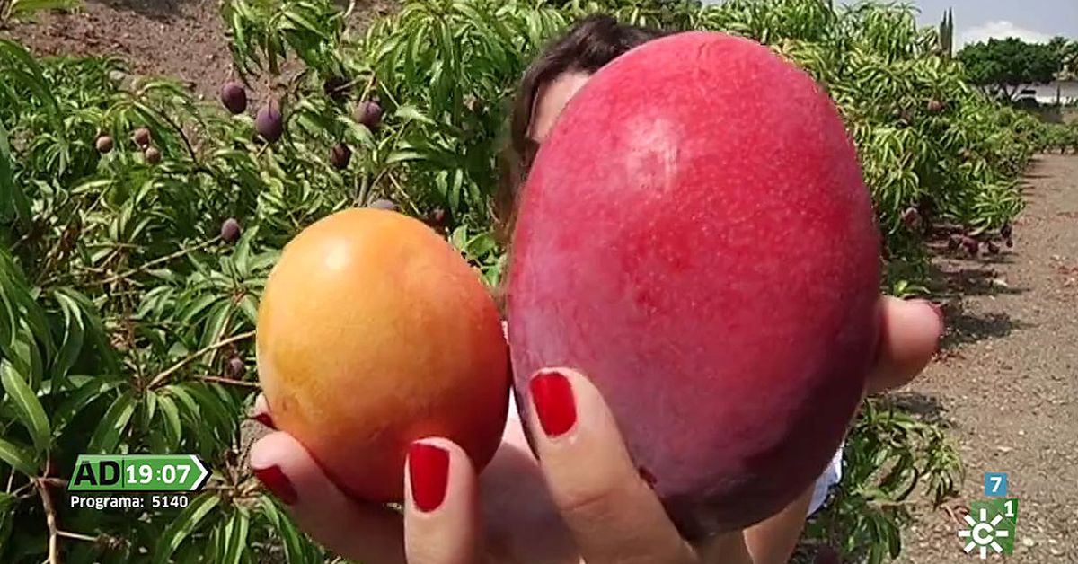 Vende 100.000 kilos de mangos a toda Europa por internet desde Motril
