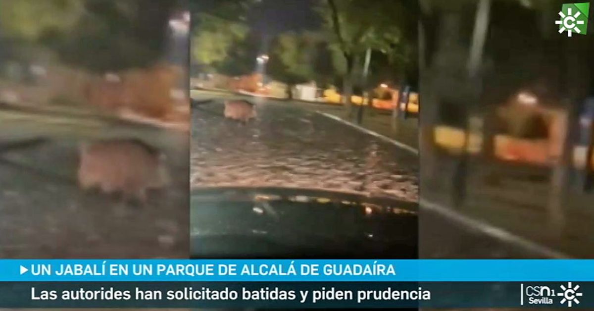 Batidas para capturar a un jabalí en Alcalá de Guadaíra