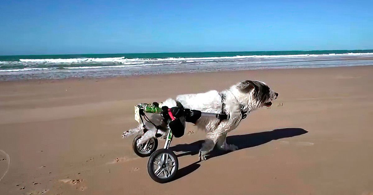 Otto, un perrito feliz que camina con su sillita de ruedas