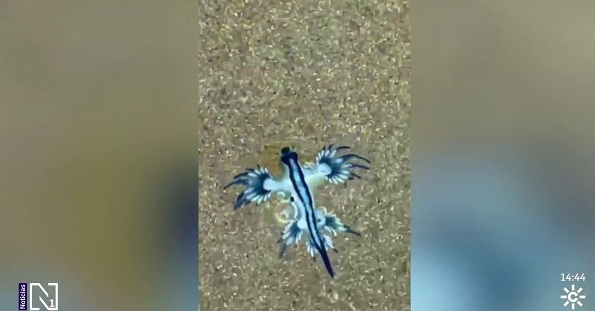 El dragón azul llega a las playas de Andalucía