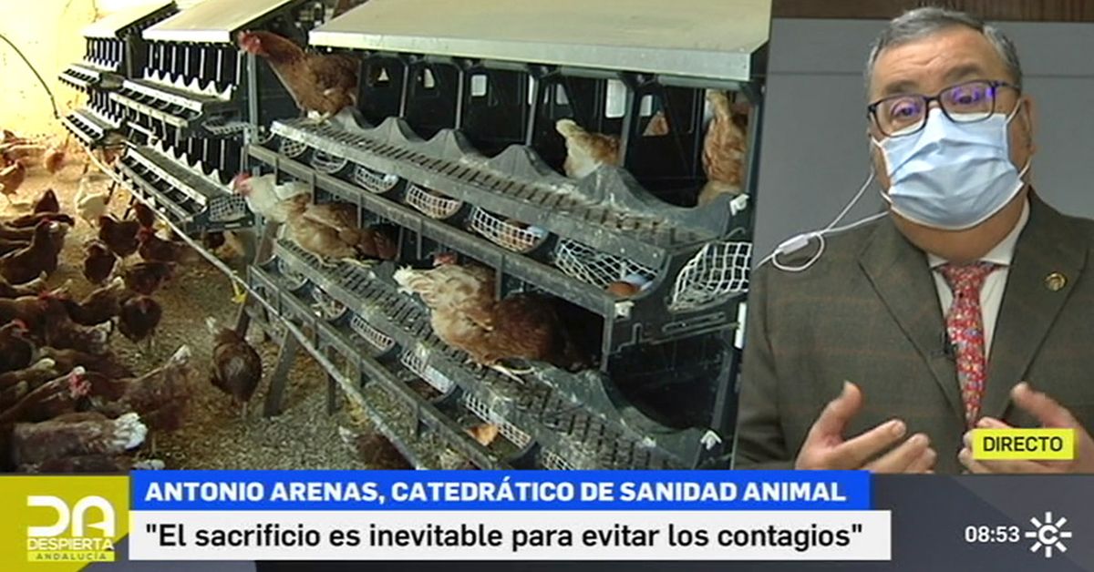 Antonio Arenas: "El contagio de la gripe aviar a los humanos es nulo"