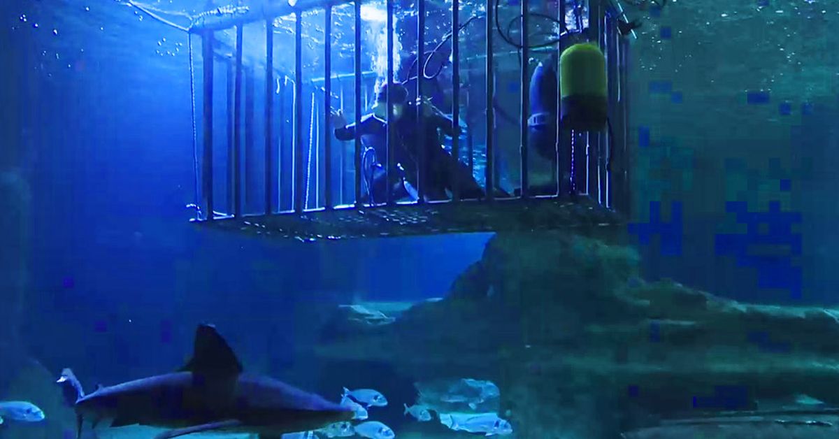 Bucear entre tiburones, una actividad para todos los públicos, en Aguadulce
