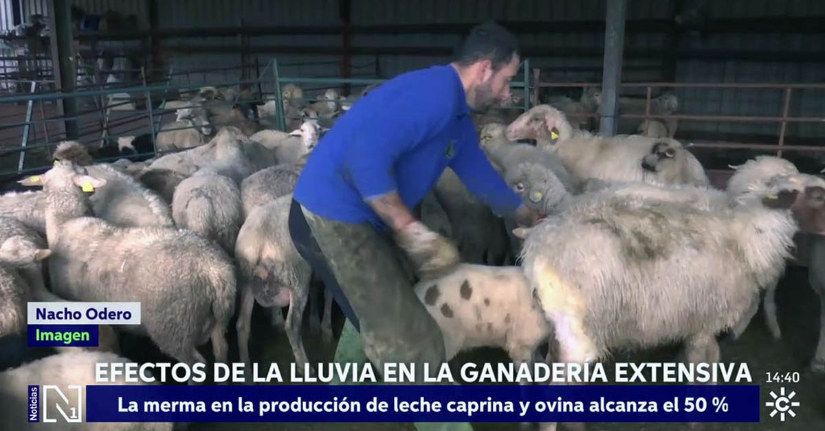 Las abundantes lluvias merman la producción de leche de cabra y oveja