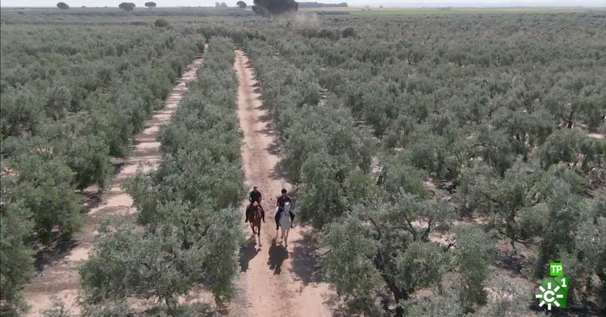 Aprendiendo a montar: Primer paseo en el campo