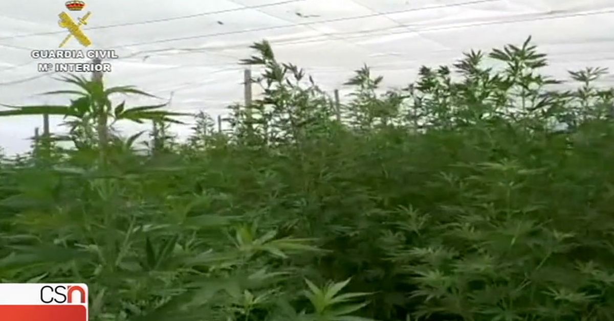 Detenido en Níjar por una explotación de 1.300 plantas de marihuana