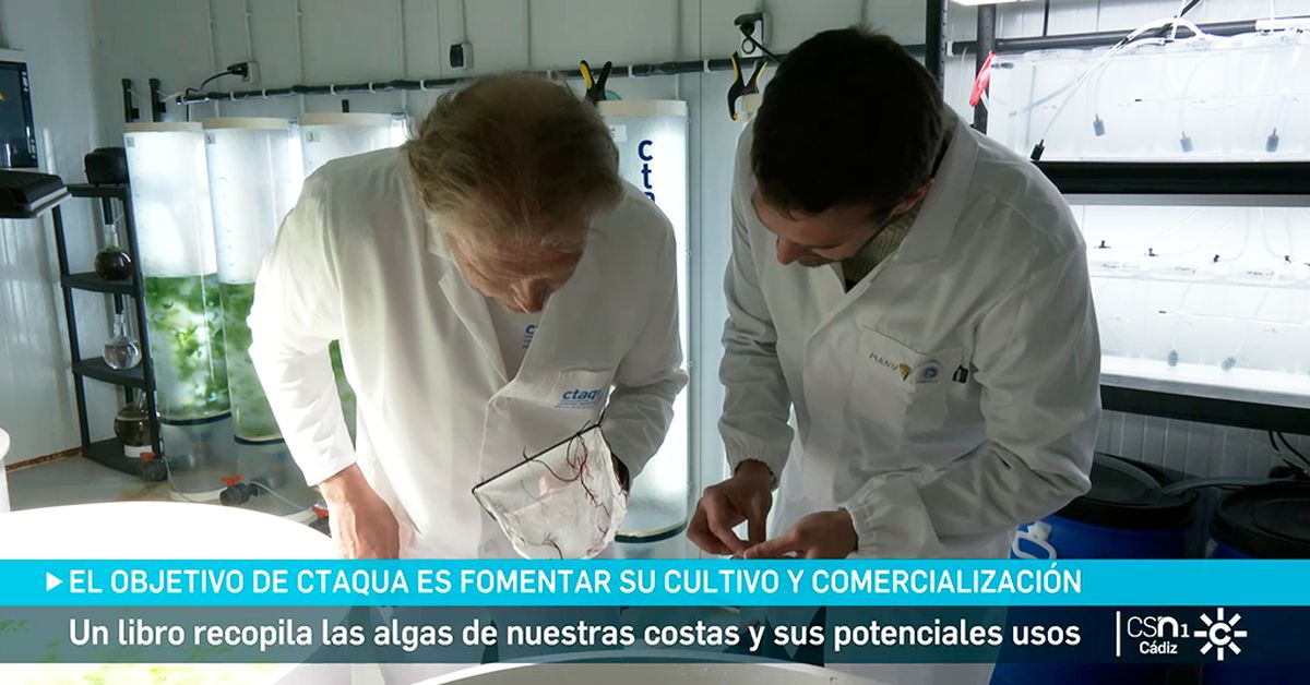 El libro de las algas: cuántas hay en España y para qué pueden servir