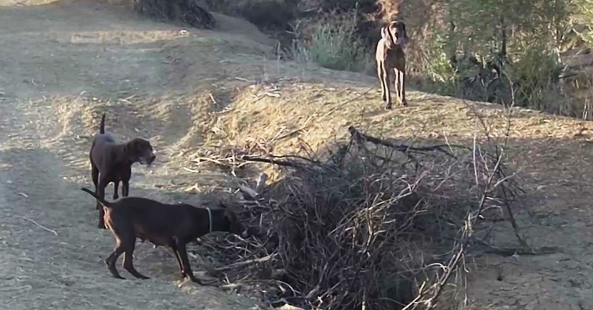 La caza San Humberto, una disciplina deportiva de adiestramiento del perro