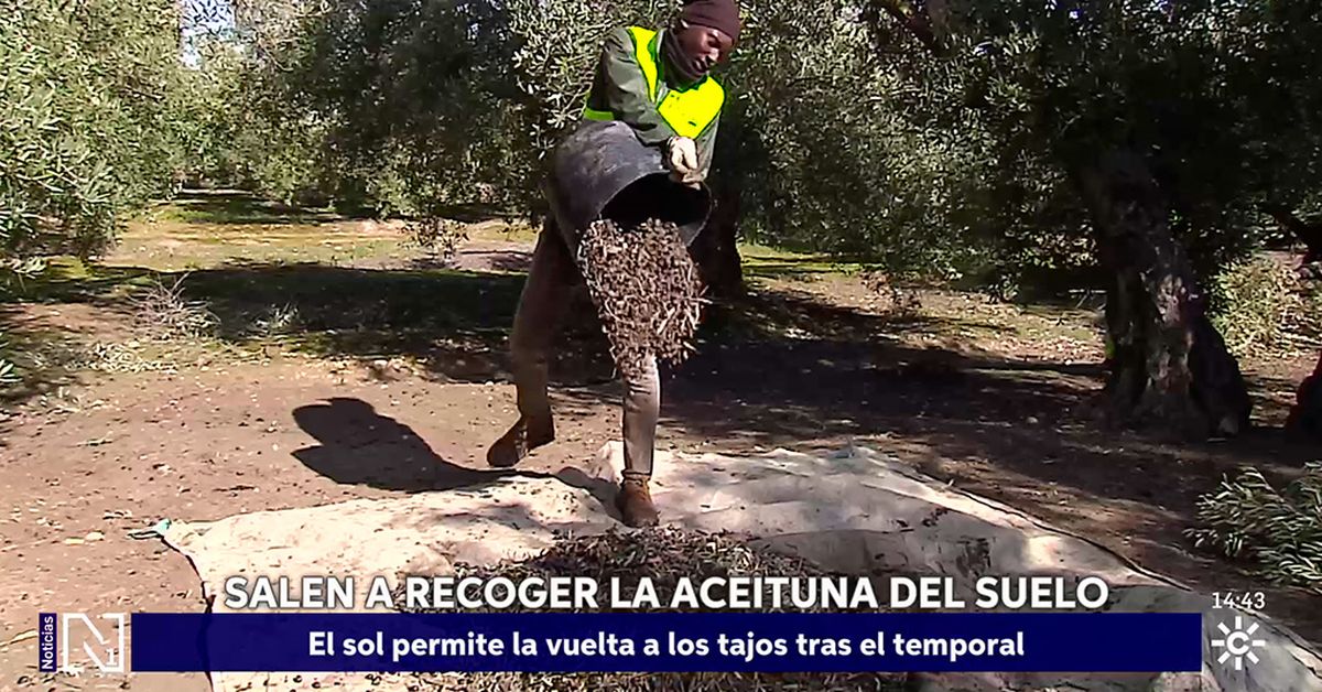 Sale el sol y se llenan los tajos para recoger lo que queda de aceituna