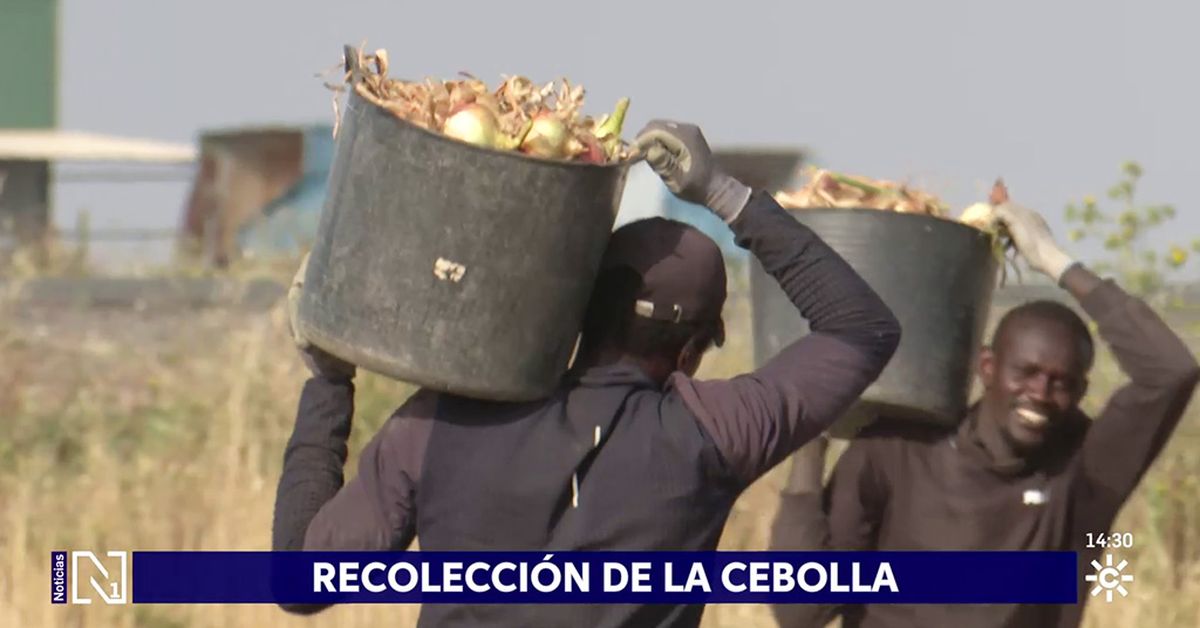 La campaña de la cebolla se salva pese a las lluvias