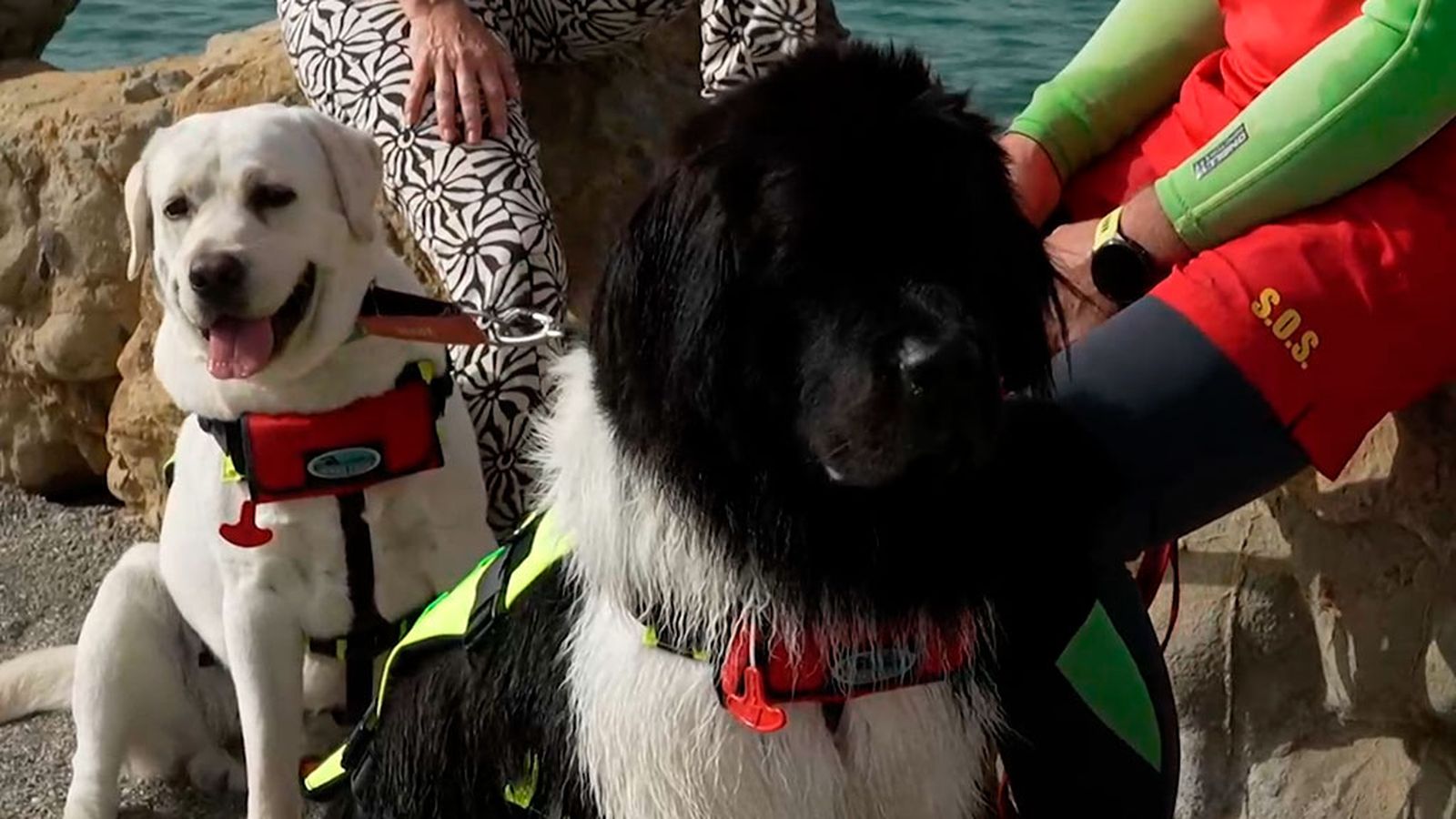 Mai y Buddy, dos perros socorristas que velan por la seguridad de los ...