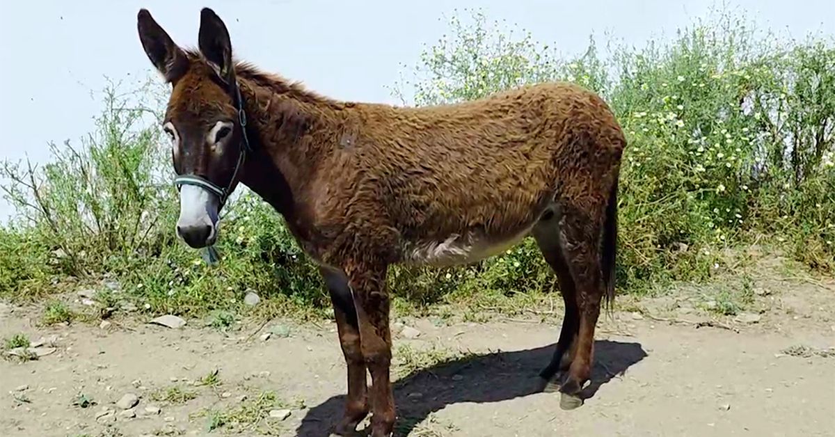 Conoce las seis razas de burro español