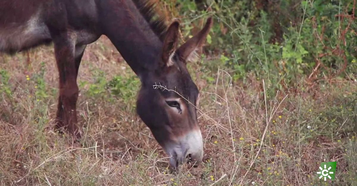 Los burros se ganan la vida como bomberos en el preparque de Doñana