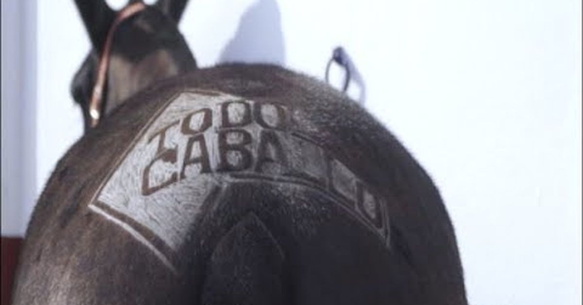 Caballos: cómo esquilar logotipos artísticos a tijera en el caballo ...
