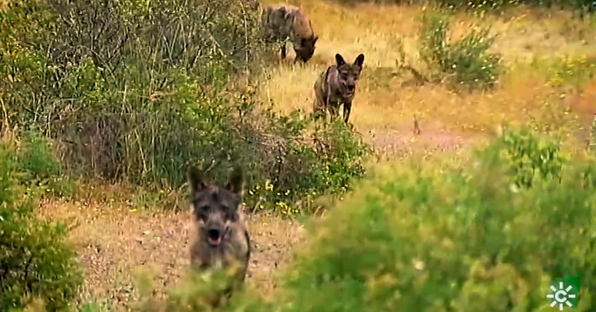 Equilibrio para proteger al lobo y a la ganadería