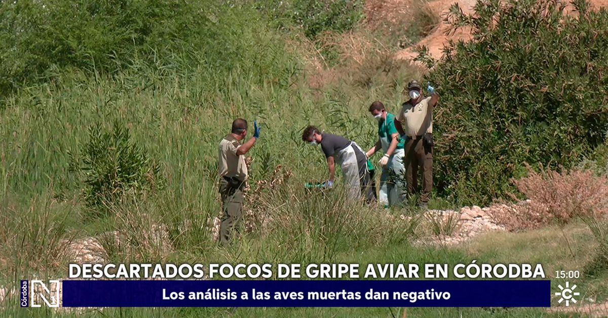 Descartan la gripe aviar en las aves aparecidas muertas en Córdoba