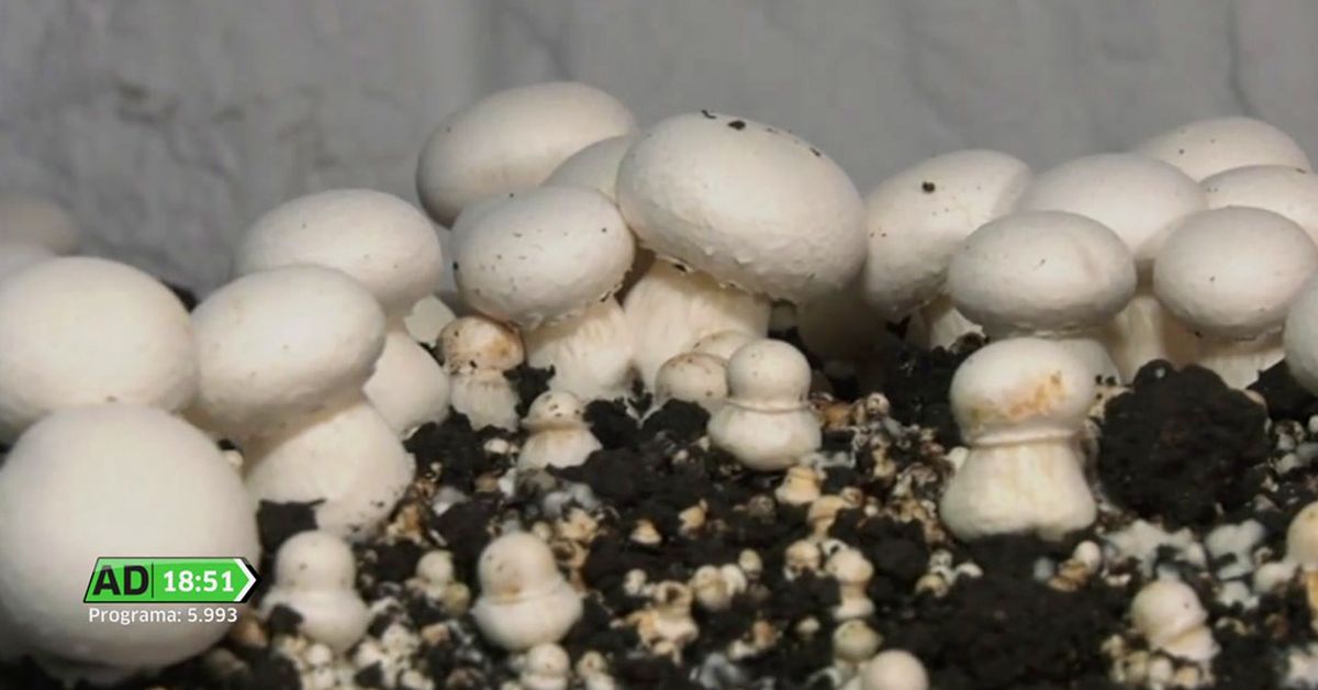 Setas y champiñones para paladares gourmet se cultivan en cuevas granadinas