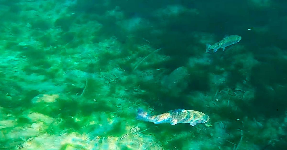 Pesca de trucha arcoíris en el río Guadalentín