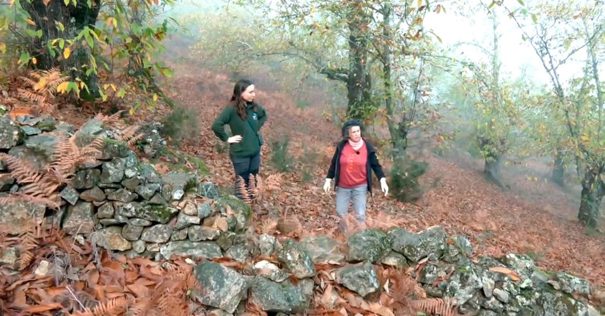 Montes vivos, un proyecto para el manejo de castañares y avellanares