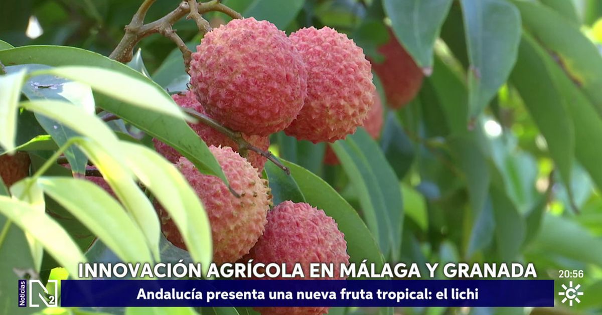 El lichi, la fruta tropical que toma posiciones en Málaga y Granada