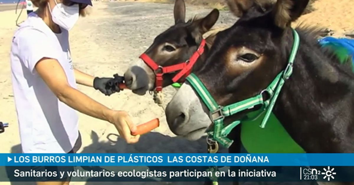 Burros ecologistas que ayudan a limpiar las playas de Doñana