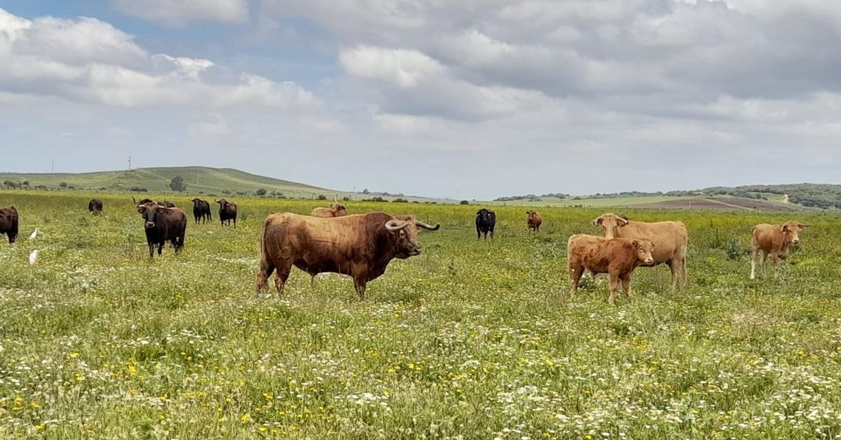 El toro guapo de La Palmosilla, protagonista de "Toros para todos"