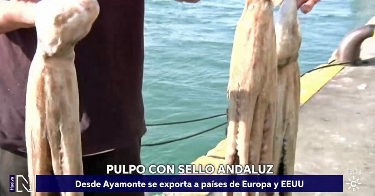 Pulpo con sello andaluz desde aguas de Huelva