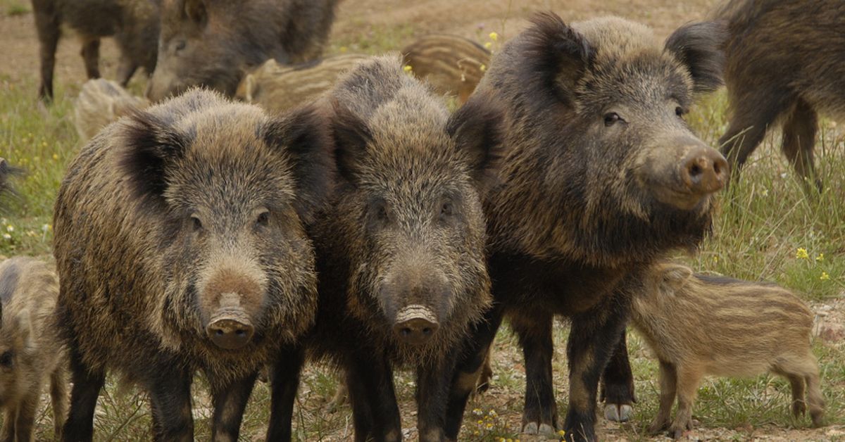El jabalí se convierte en un problema medioambiental en Andalucía