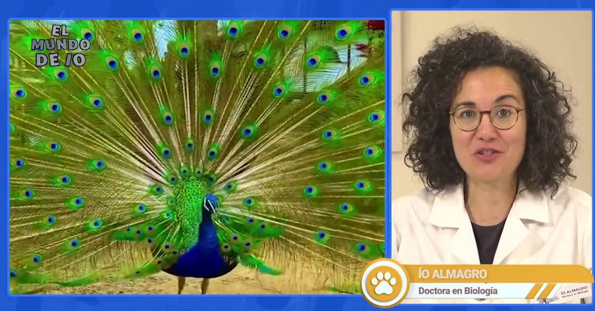 Ío nos cuenta los secretos de la cola del pavo real