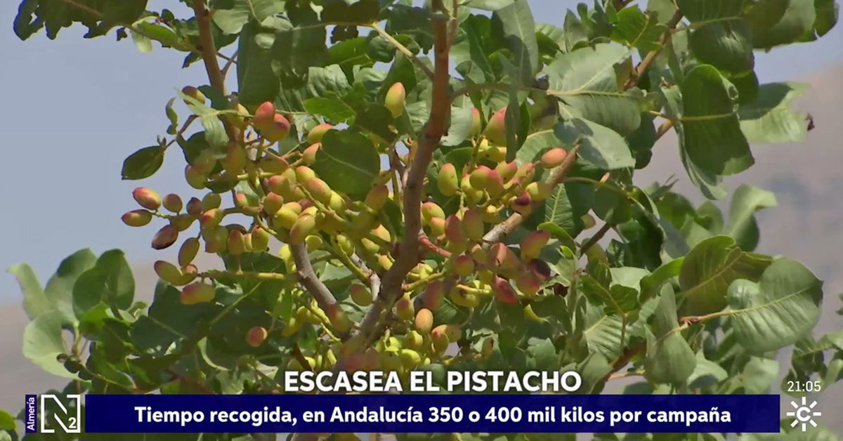 La 'fiebre' del pistacho, un fruto que se adapta bien en tierras ...